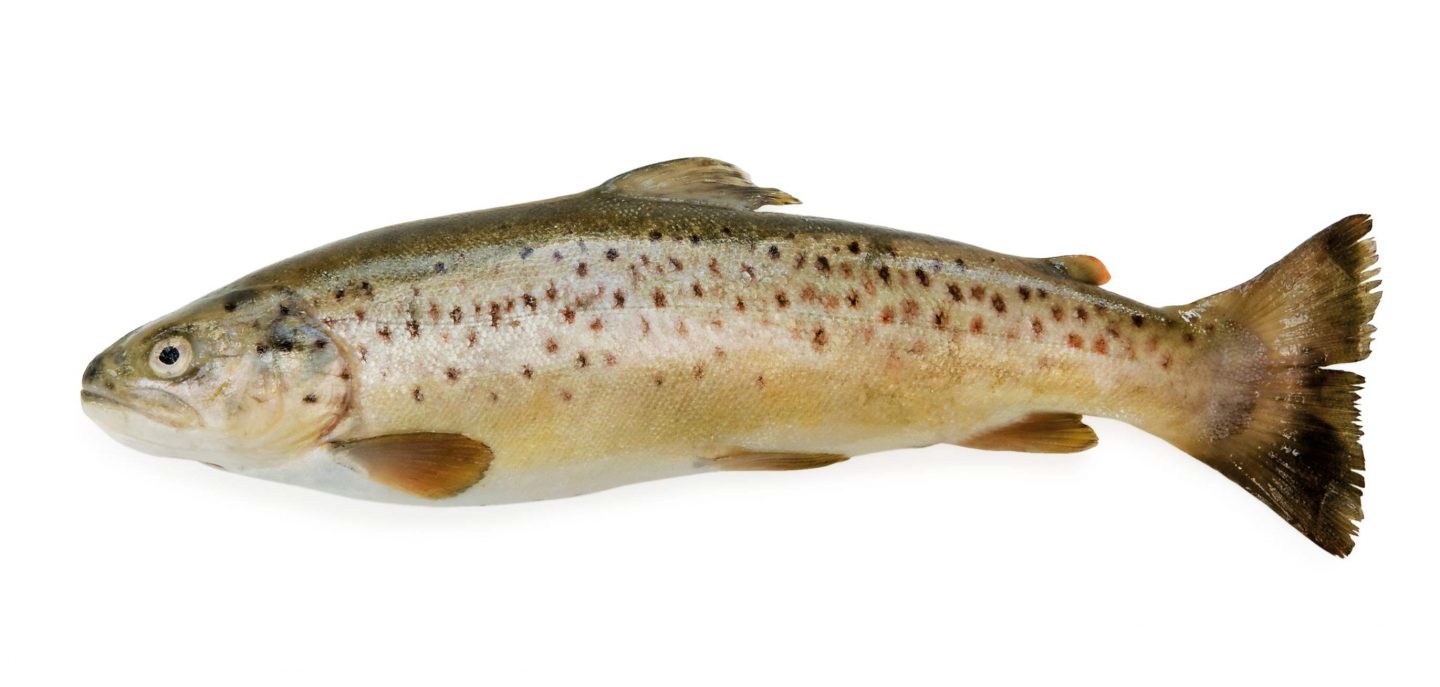 Guide to Freshwater Fish - Real Food Hub