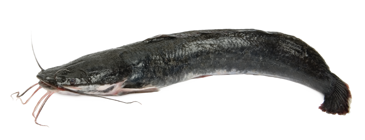 Guide to Freshwater Fish - Real Food Hub