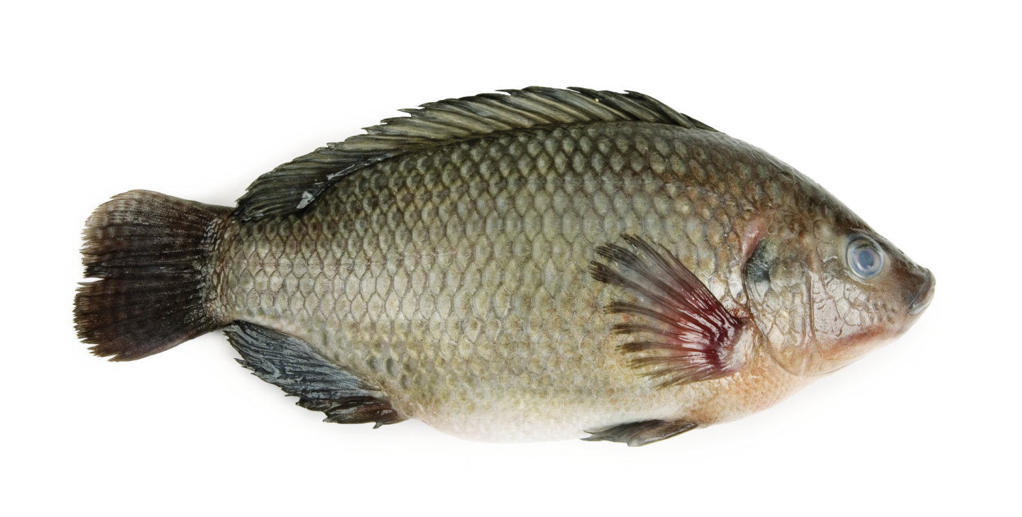 Guide to Freshwater Fish - Real Food Hub