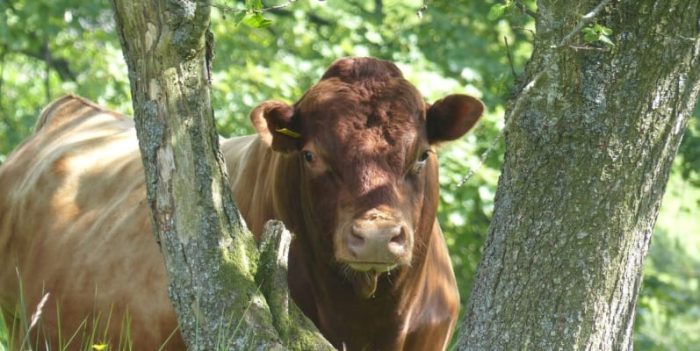 What is Dexter Beef? - Real Food Hub