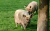 Middle White Pork - Real Food Hub