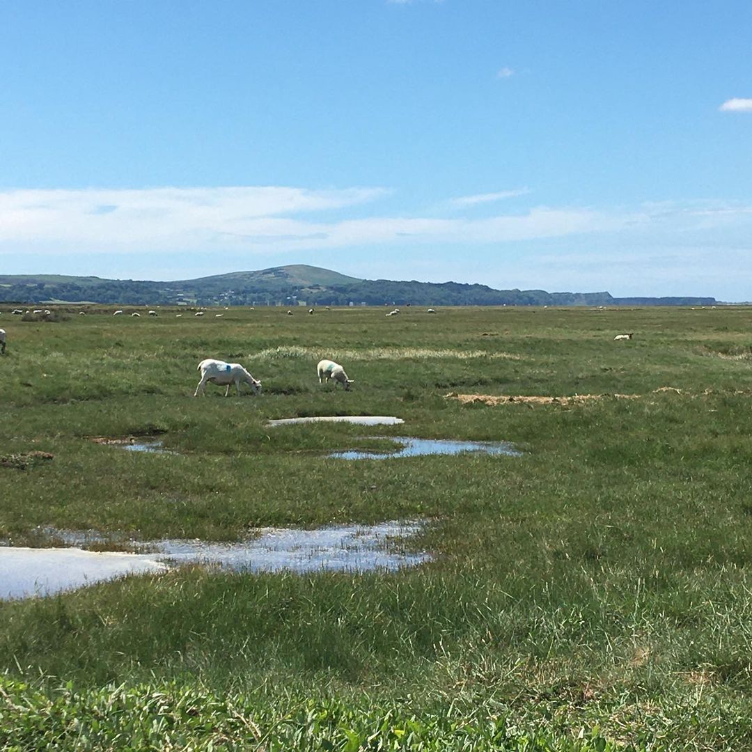 Salt Marsh Lamb - Real Food Hub