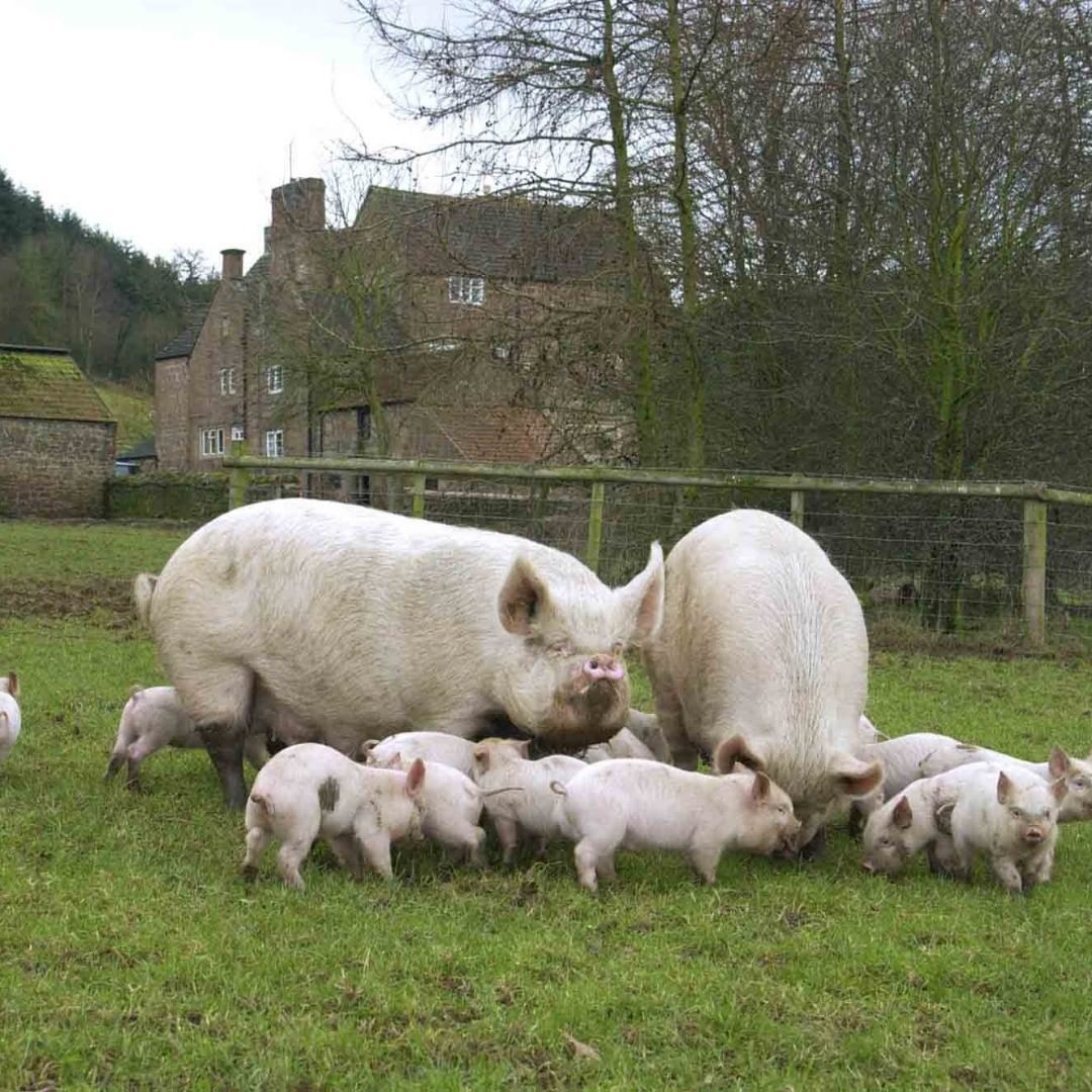 Middle White Pork - Real Food Hub