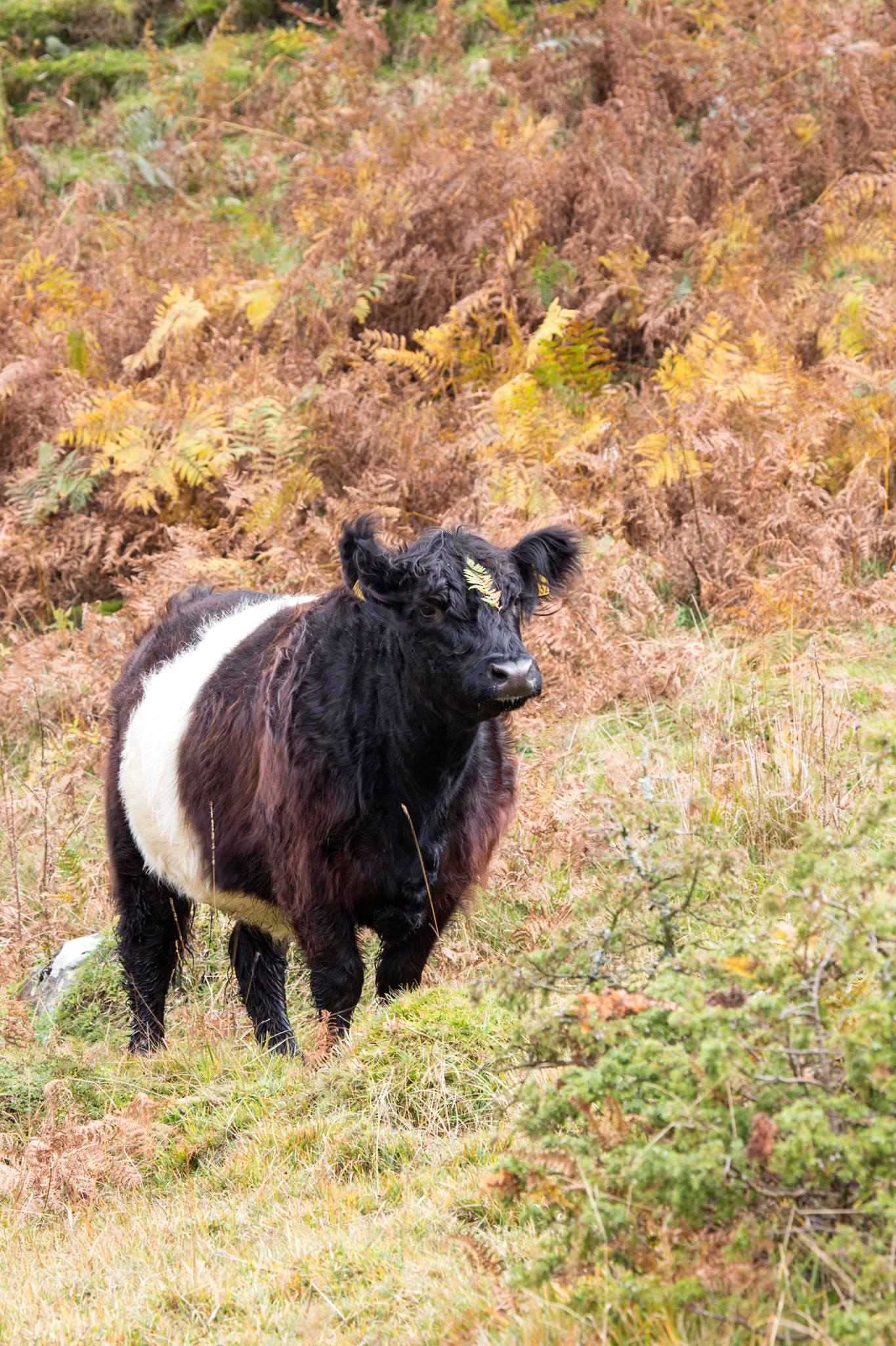 Belted Galloway Beef - Real Food Hub