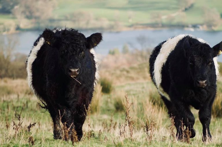 Belted Galloway Beef - Real Food Hub