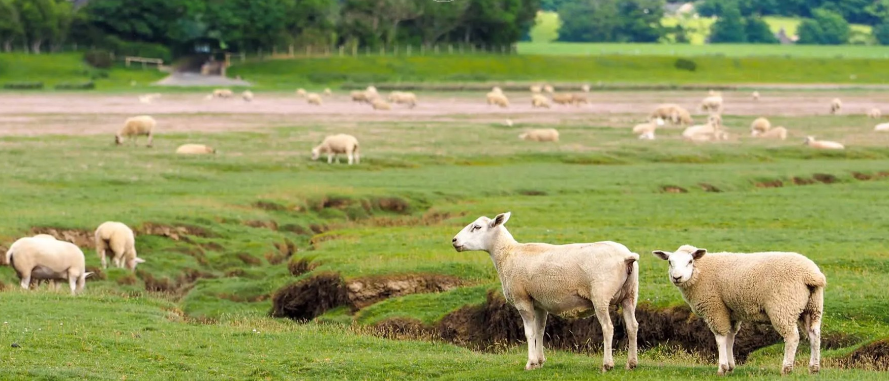 COCKERHAM SALT MARSH LAMB - Real Food Hub